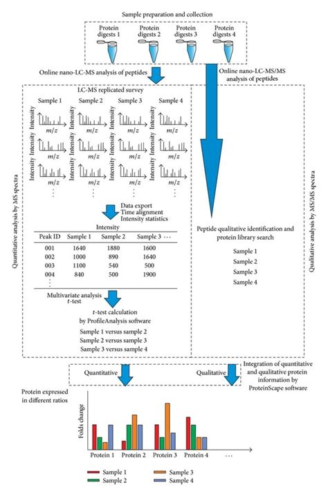 The Flow Chart Of Label Free Quantitative Proteomics Based On Extracted Download Scientific