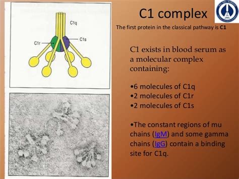 Complement System Immunology