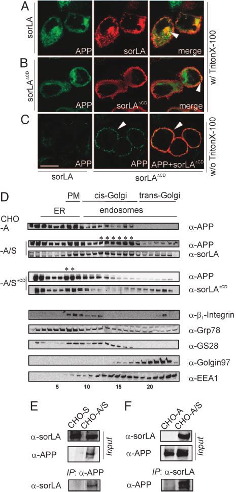 Sorla Affects Trafficking Of App In Cho Cells A C Detection Of Download Scientific Diagram