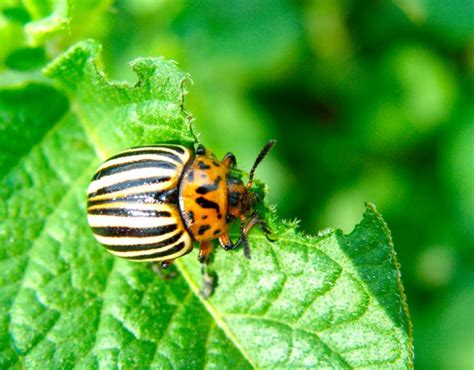 Чотири способи які допоможуть позбутися колорадського жука на картоплі Читайте на Ukr Net