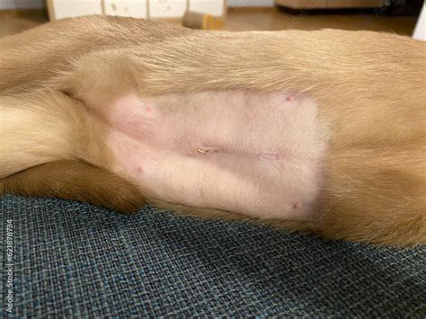 Abdominal Postoperative Stomach Of A Female Burmese Cat Home Care Of A