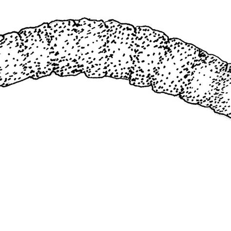 Immature Female Of Capitella Sp In Lateral View Scale Bar 1 Mm