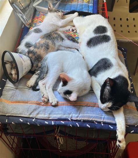 May Nagrepost Nagnakaw Ng Pic Ni Gigi And Kitties 😾 Kaloka So Im Posting An Update Sa Mag Iina