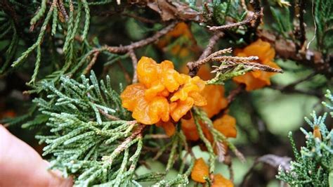 Juniper Rust Understanding The Threat To Juniper Trees Green Clinic Ecosystem
