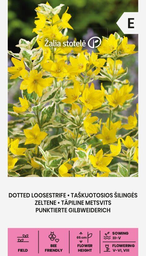 Punktainā Zeltene Cena 220lv