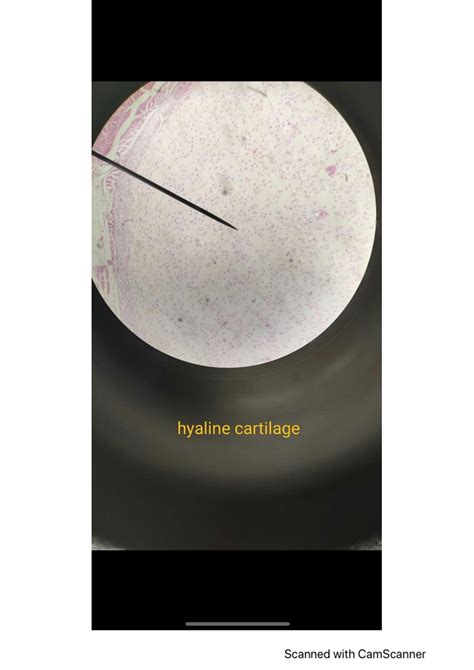 Solution Histology Microscopic Slides Studypool