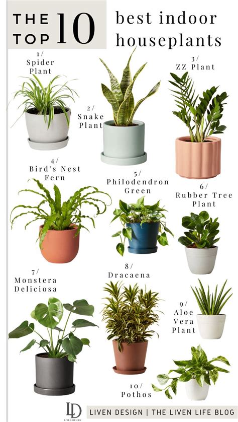 10 Best Indoor Plants For The Home Tanaman Di Kamar Tidur Tanaman