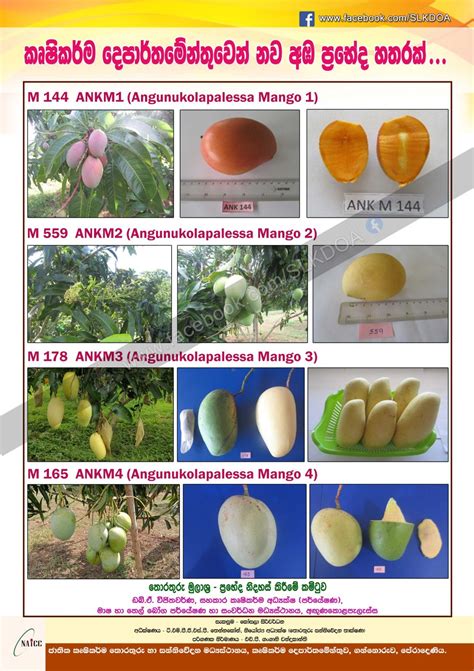 Department Of Agriculture Sri Lanka On Linkedin කෘෂිකර්ම