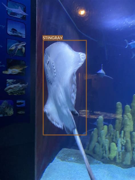 Aquarium Object Detection 1 Project Motivation Assumptions And Exploratory Data Analysis