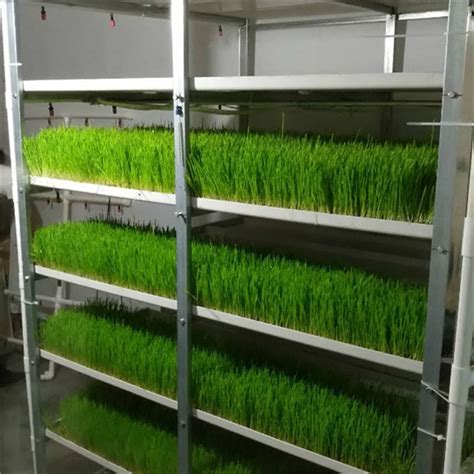 China Fodder Growing System Manufacturers Wholesale Fodder Growing System Growspec