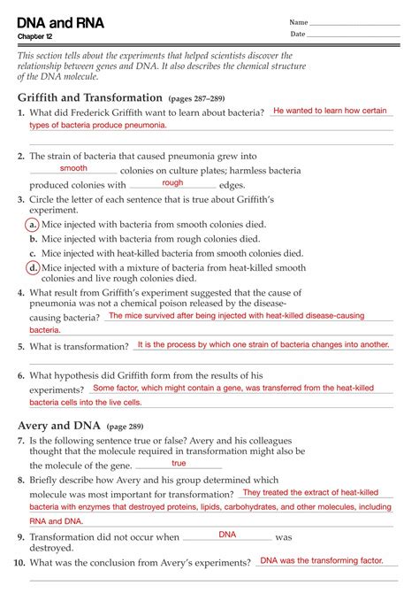 The Cell Cycle Worksheet Study Guide Artofit