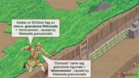 Genital Ulcers Ddx Free Sketchy Medical Lesson Genital Ulcers Ddx Free Sketchy Medical Lesson