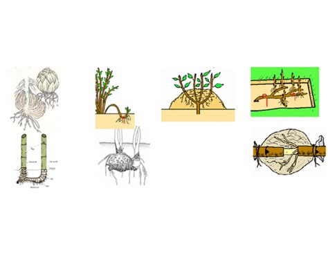 4 02 Asexual Propagation Review Quiz