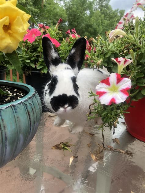 Our Beautiful Babe BunBun R Rabbits