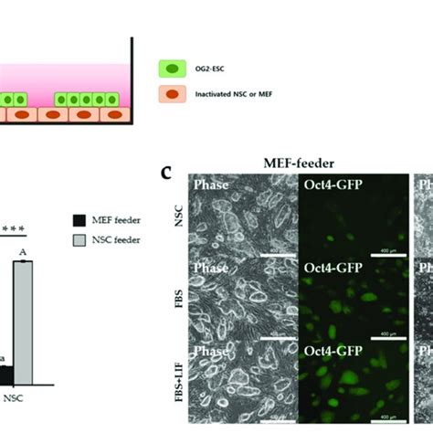 Pdf The Effects Of Co Culture Of Embryonic Stem Cells With Neural Stem Cells On Differentiation