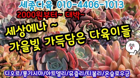 가을빛 듬뿍 먹은 다육이 쇼핑 🛍 안예쁜 다육이가 없네요~사이즈별로 착한 가격별로 안들이면 손해 🌸세종다육 010 4406 1013 24114 Youtube