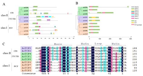 Tcp Transcription Factors In Pineapple Genome Wide Characterization