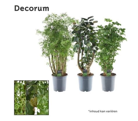 Polyscias Green Solutions