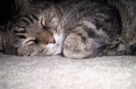 Cute Kitteh By Stormclananime On Deviantart