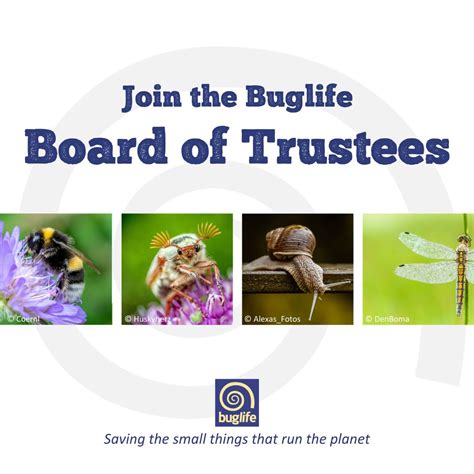 buglife on linkedin ⭐could you be a buglife trustee⭐ join us in our mission to protect…