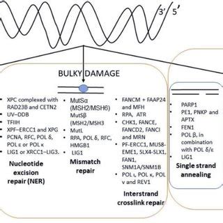 Genes Involved In The Various Types Of DDR Download Scientific Diagram