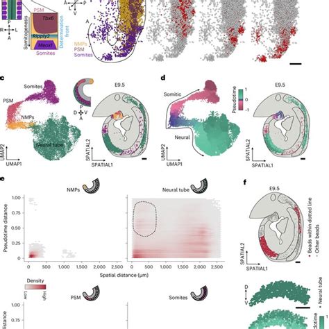 Spatial Organization Of The Embryonic Trunk A Schematic Of The Spatial Download Scientific