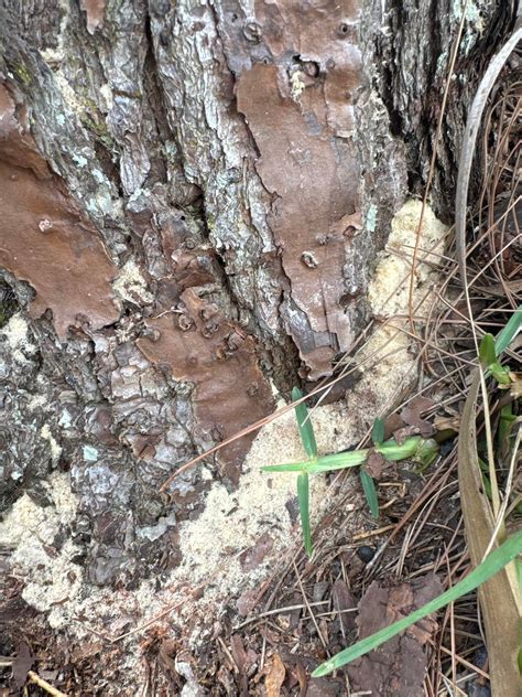 Southern Forest And Tree Health Diagnostics Hi Everyone Looking For Some Help Trying To