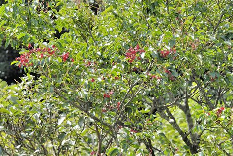 省沽油科 野鴉椿屬 野鴉椿 全景04 二子坪 Euscaphis Japonica 翁明毅 Flickr