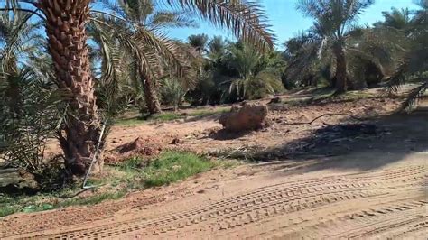 সৌদি আরব খেজুরের মাজরা Soudi Arab Khejorer Majra Youtube