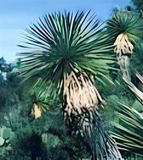 Yucca Linearfolia Jungleseeds