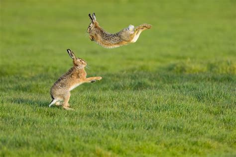 Page Running Hare Pictures