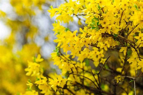 10 Yellow Flowering Trees And Shrubs