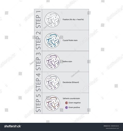 Diagram Showing Gram Staining Technique Steps Stock Vector Royalty Free 2580941815 Shutterstock