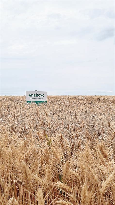 Октомври е подходящият месец за сеитба на зимните житни култури Български Фермер