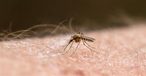 De Impact Van Klimaatverandering Op Gezondheid In Nederland Ntvg