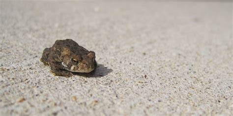 A Hoppy Toad Rpics