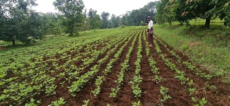 ရွာငံမြို့နယ်တွင် စျေးကွက်ဝင်သောပဲပုပ်များ ကျယ်ပြန့်စွာ စိုက်ပျိုးလျက်ရ