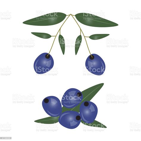 블랙 올리브 분기 흰색 배경에 고립입니다 올리브 오일 화장품 의료 제품에 대 한 디자인 일러스트레이션에 대한 스톡 벡터 아트 및 기타 이미지 Istock