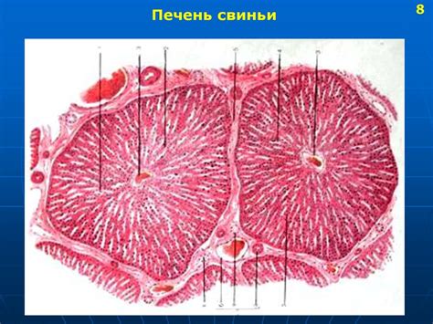 Печень Поджелудочная железа презентация онлайн