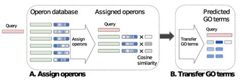 Overview Of Sap Algorithm Predicting Go Terms Of A Query Protein A Download Scientific