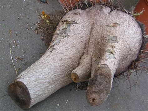 Sexy Trees Pics Curious Funny Photos Pictures