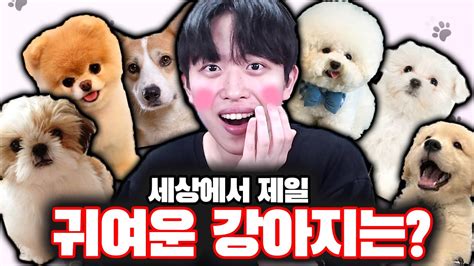 세상에서 제일 귀여운 강아지는 뭘까ㅋㅋㅋ Youtube