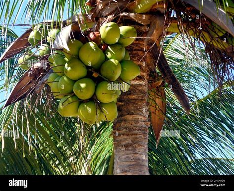 Coconut Tree With Many Coconuts Cocos Nucifera Is A Member Of The Arecaceae Family It Is