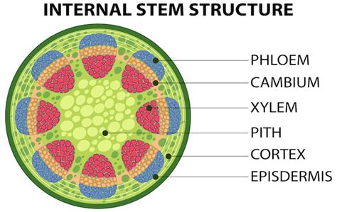 Free Vector Internal Structure Of Stem Diagram