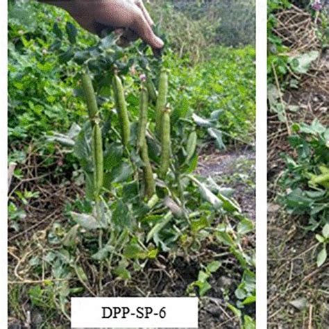 Comparative Reaction Of Different Genotypes To Powdery Mildew Disease