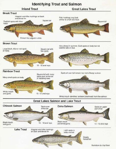Salmon Species Identification Artofit