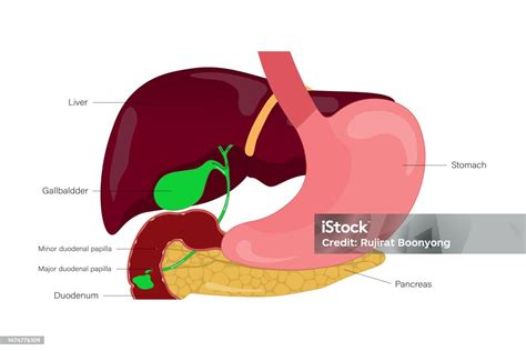 Gallbladder And Flow Of Bile In The Bile Ducts Digestive Organs Liver Stomach Pancreas Stock