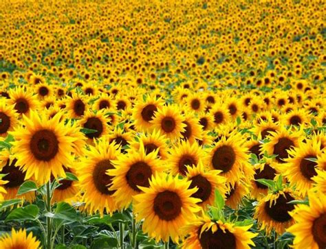 Government Intends To Limit Edible Oil Imports By Encouraging Domestic Sunflower Production