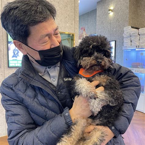 푸들 콩이 책임분양 스트레이트 대형견종류 실버푸들 랙돌 애견분양 유기묘 애완견종류 소형견 강아지종 빅토리아펫보호소 입양완료