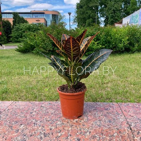 Кротон - Купить в Минске с доставкой | Happyflora